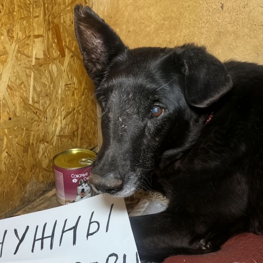 Взрослая собака в добрые руки