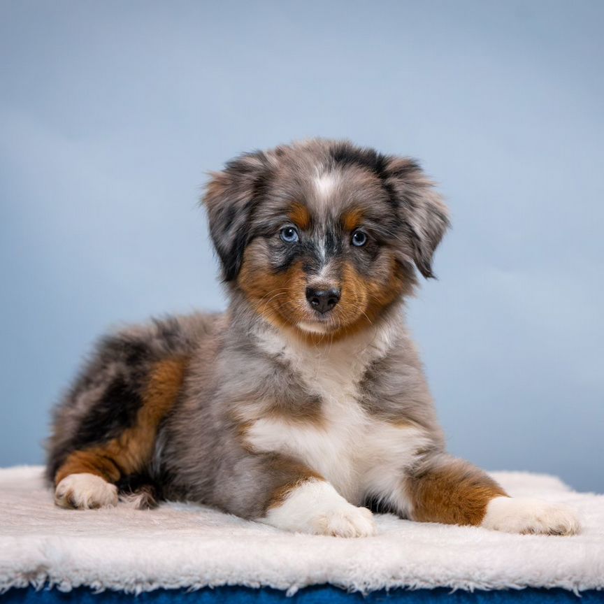 Миниатюрная американская овчарка, щенок