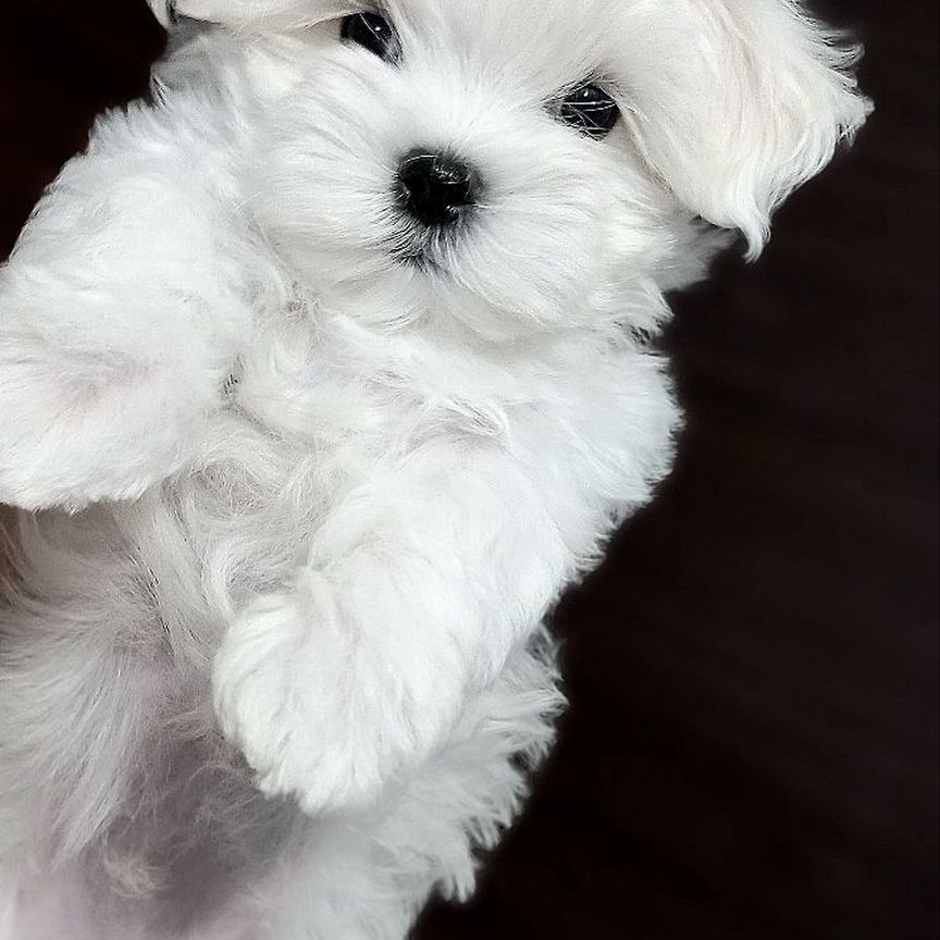 Красивый мальчик мальтезе