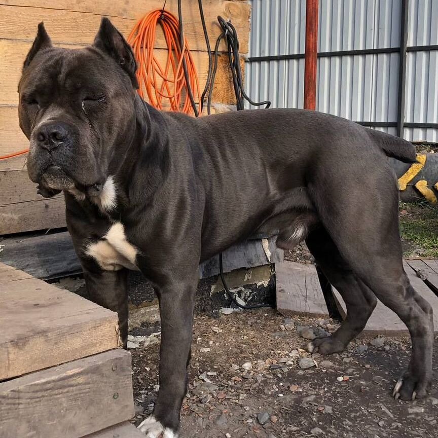 Отдам кане корсо