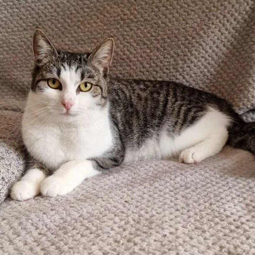 Взрослая, кошка в добрые руки