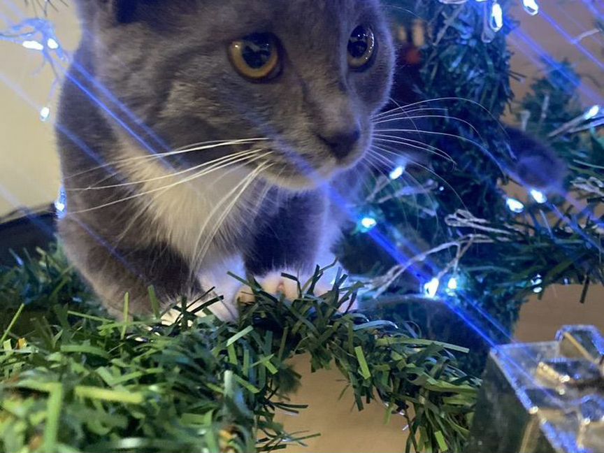 Котенок Лапа в добрые руки