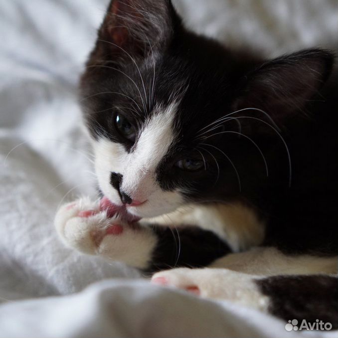 Котёнок Кит