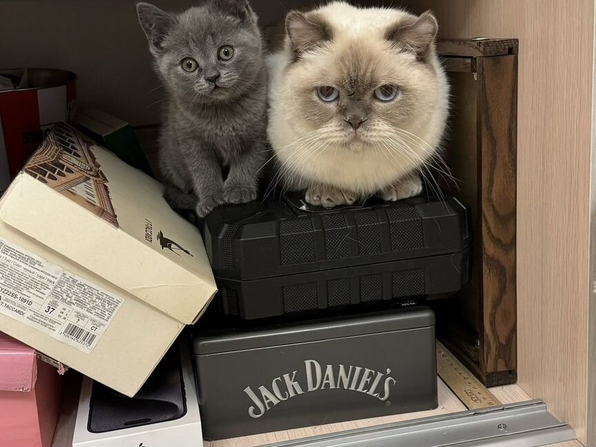 Шотландские прямоухие котята