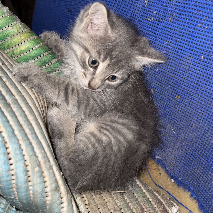 Котята котики в добрые руки
