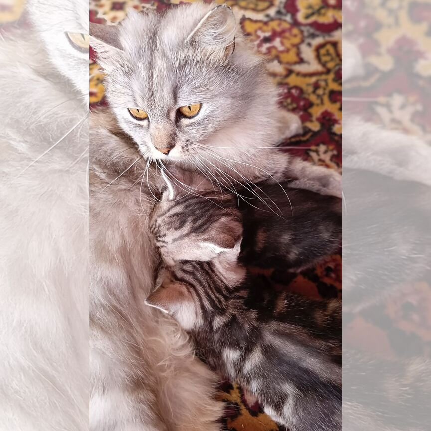 Отдам в добрые руки кошечки