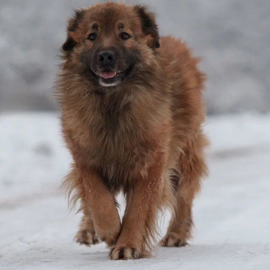 Невероятный метис овчарки Бублик