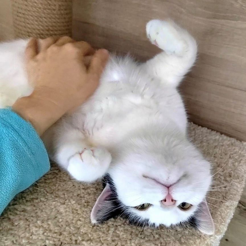 Очень ласковый котик Принц кастрирован привит