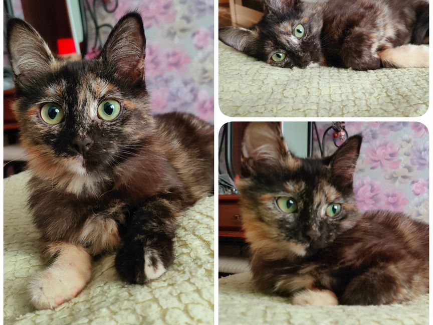 Кошечки в добрые руки