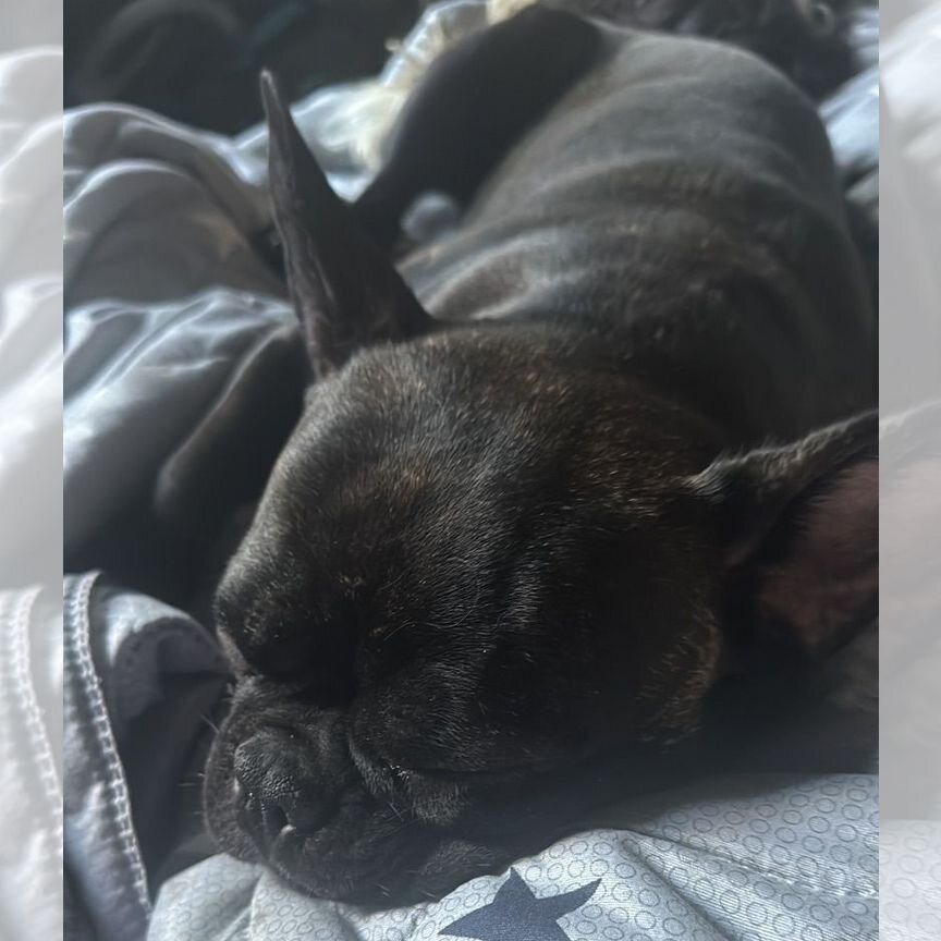 Французский бульдог