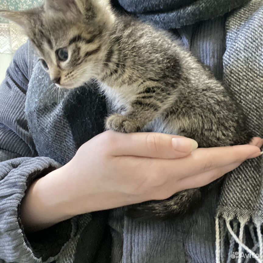 Котенок в добрые руки