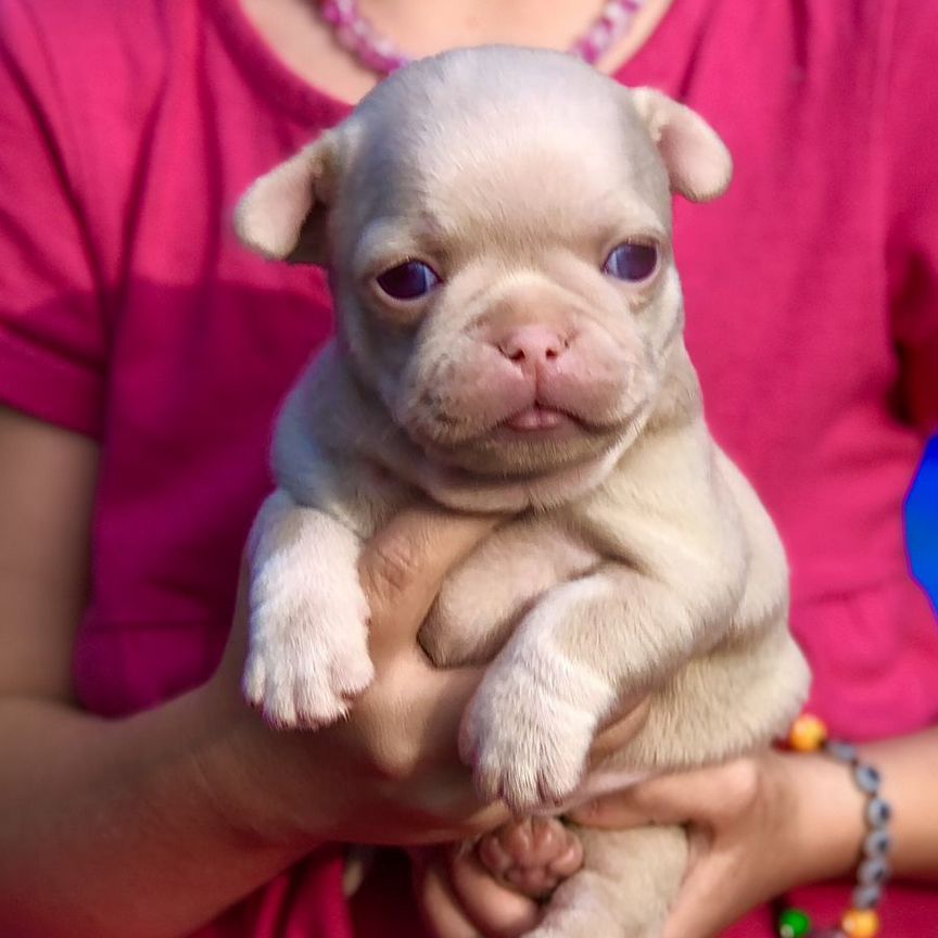 Мопс, щенок