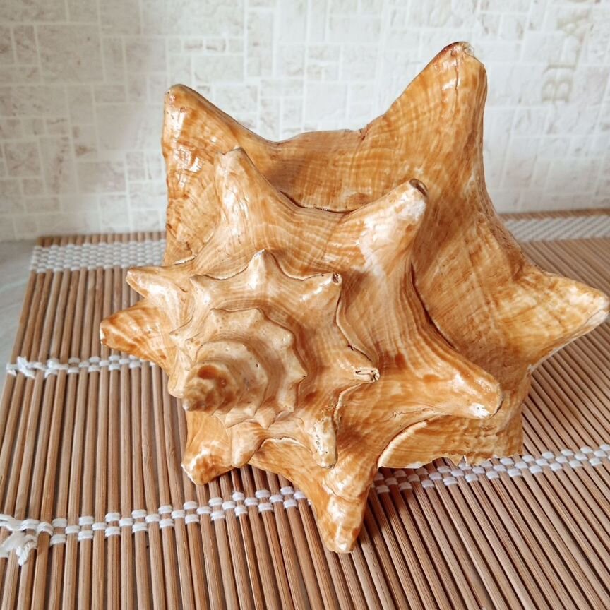 Ракушка морская большая
