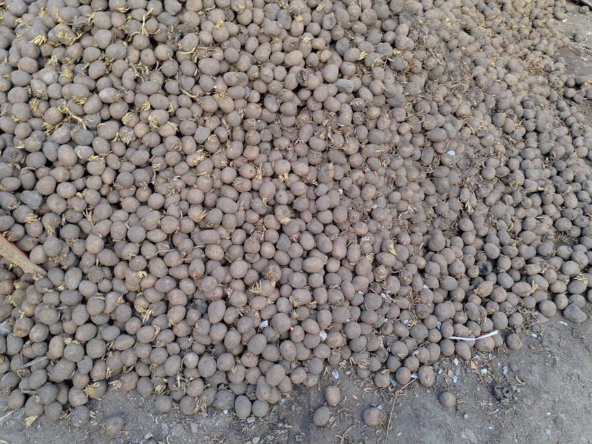 Картофель на корм животным