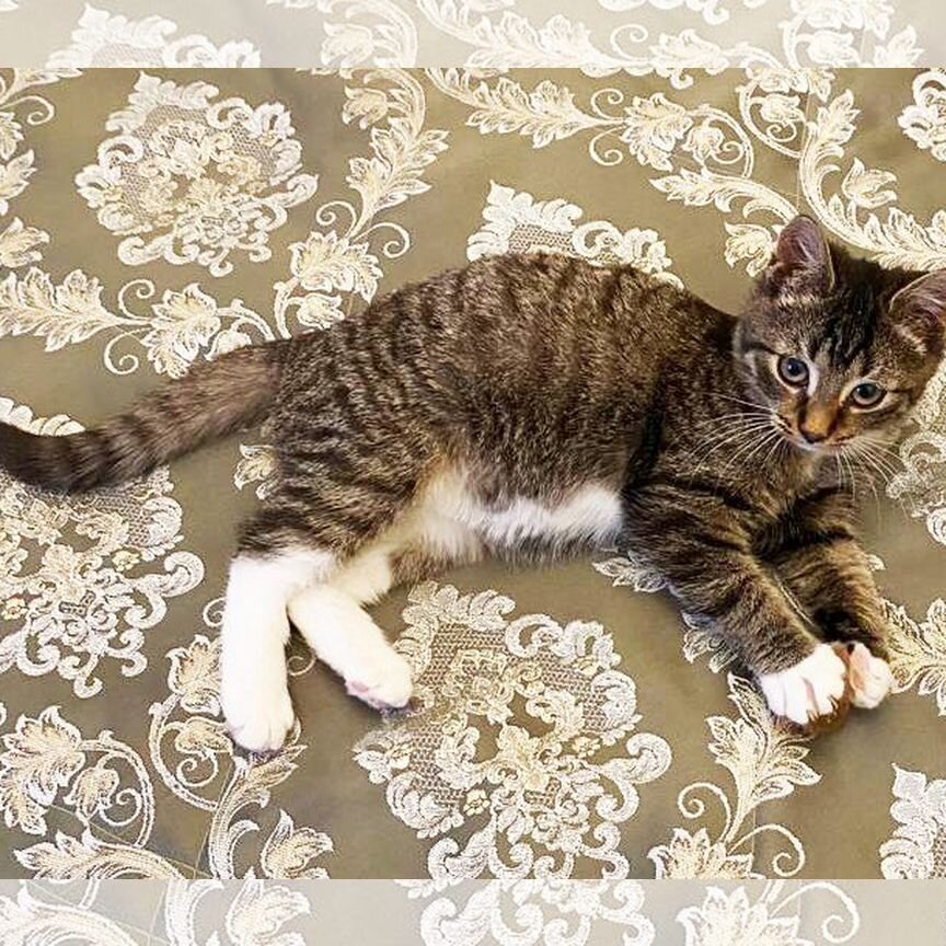 Дуся котёнок 3 месяца
