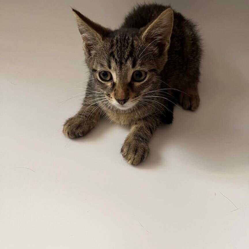 Котята в добрые руки бесплатно