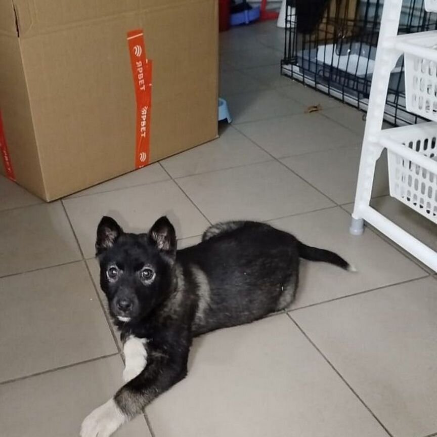 Щенок в добрые руки