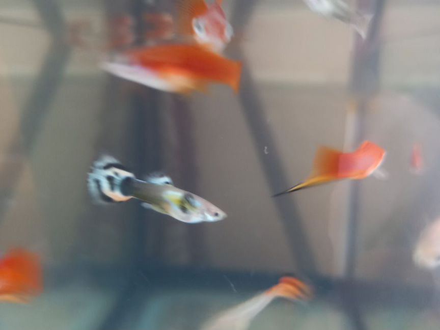 Гуппи самцы