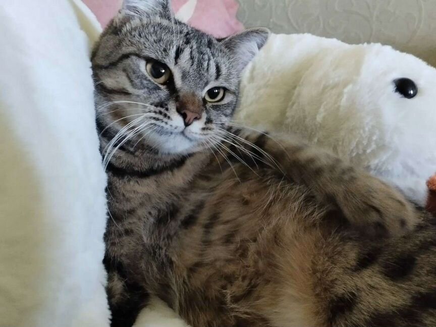 Ласковый котик в добрые руки