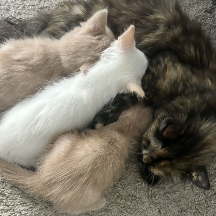 Котята в добрые руки