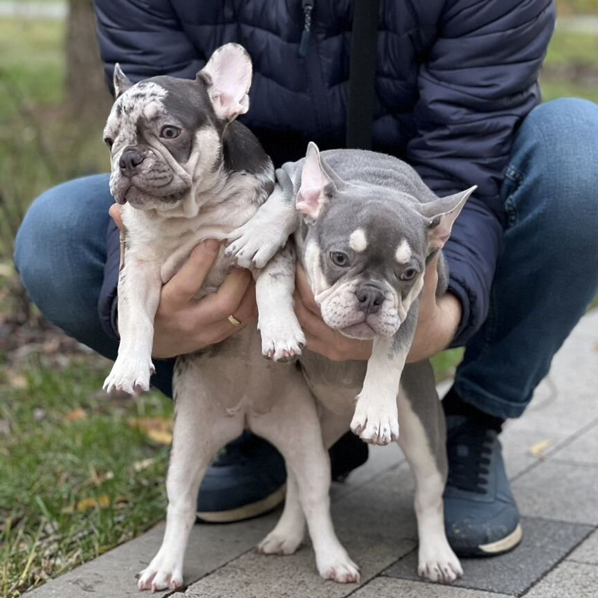 Щенки французского бульдога, девочки