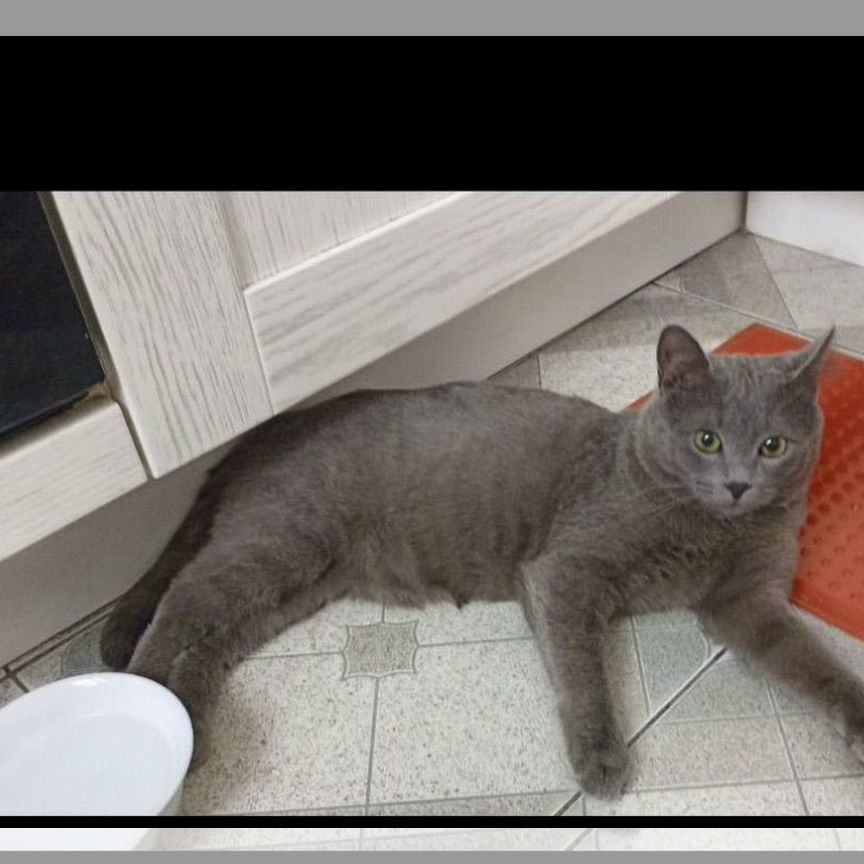 Кошки в добрые руки