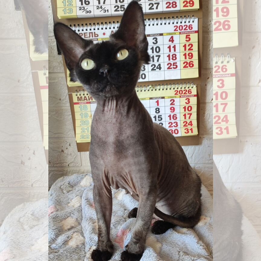 Канадский сфинкс, взрослая кошка