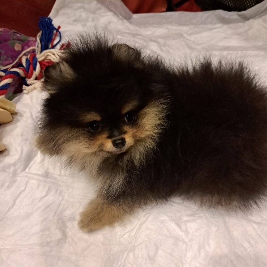 Прекрасный малыш Шпицик