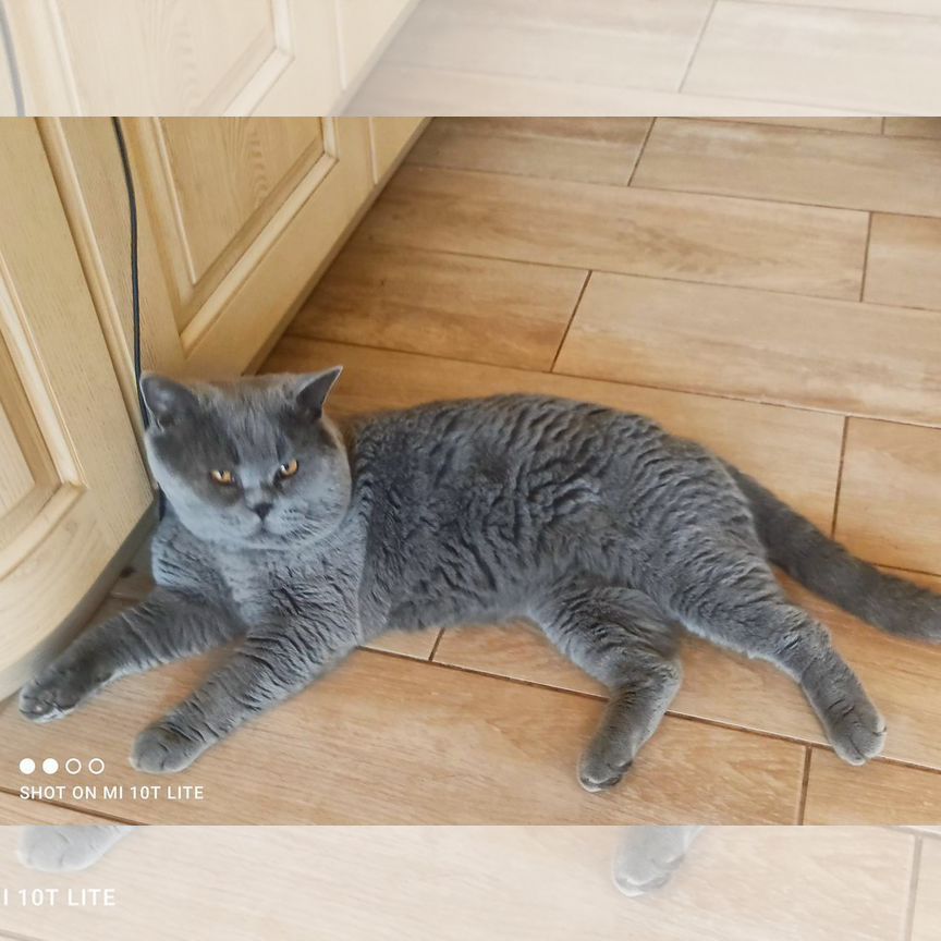 Британский котик