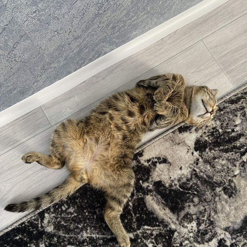 Шотландец в добрые руки