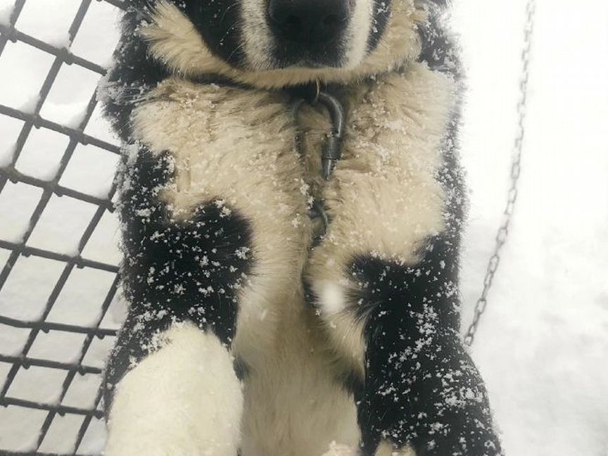 Собака алабай бесплатно