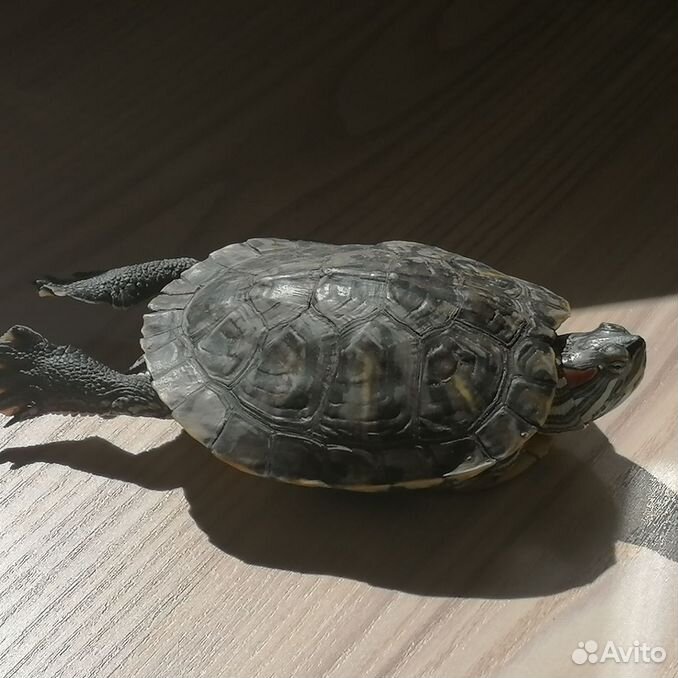 Красноухая черепаха с аквариумом