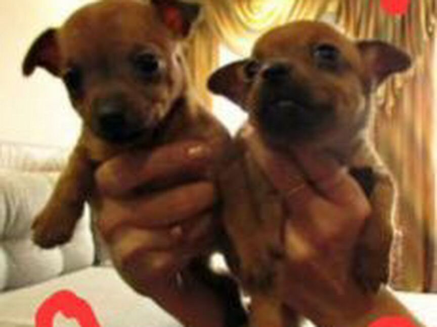 Чихотойчики