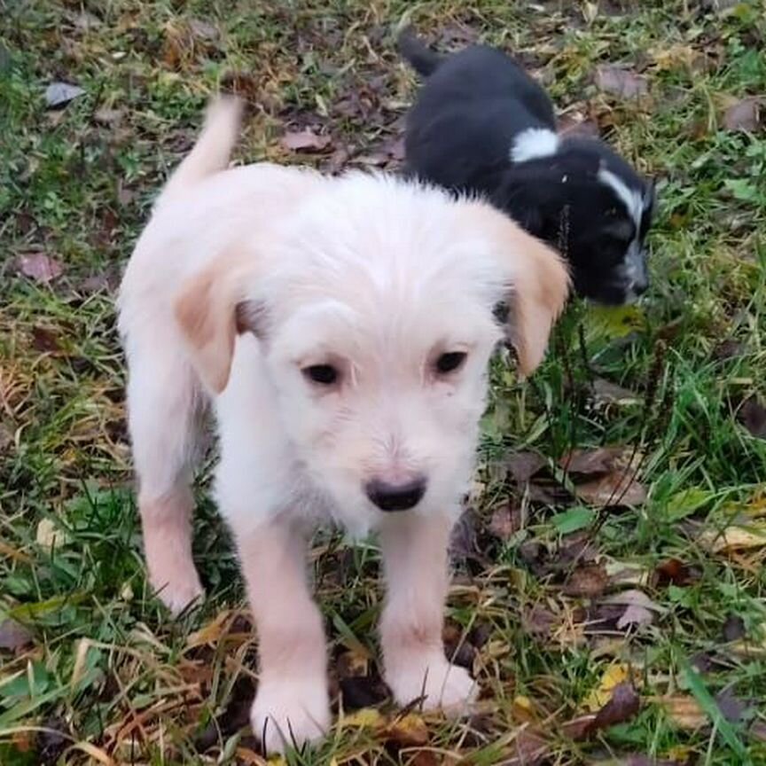 Щенок в добрые руки