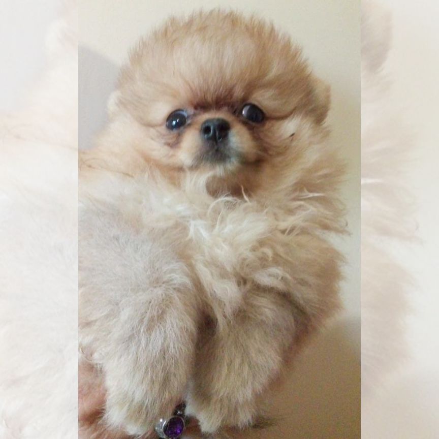 Померанский шпиц, щенок