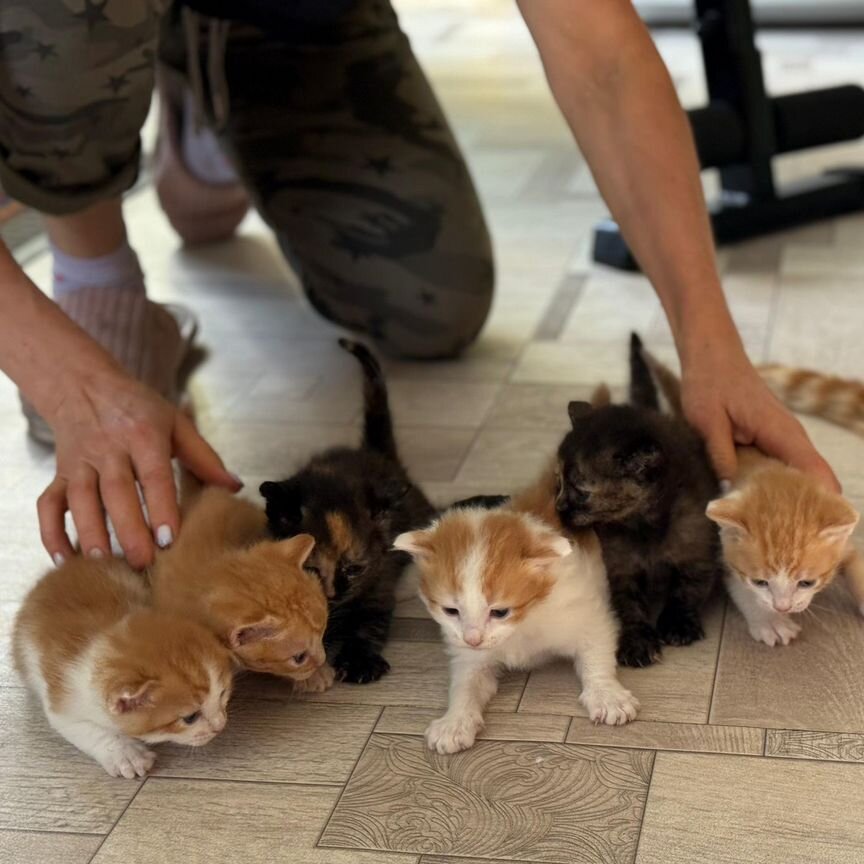 Котята в добрые руки