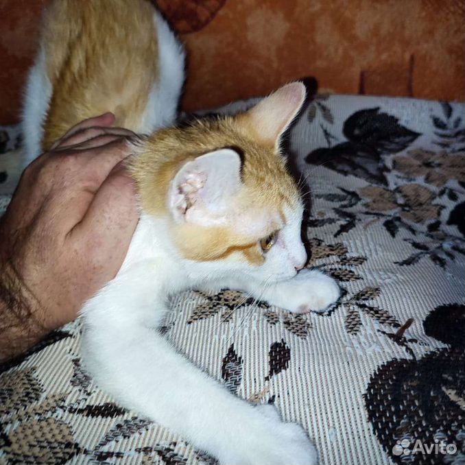 Котик 3.5 мес в добрые руки