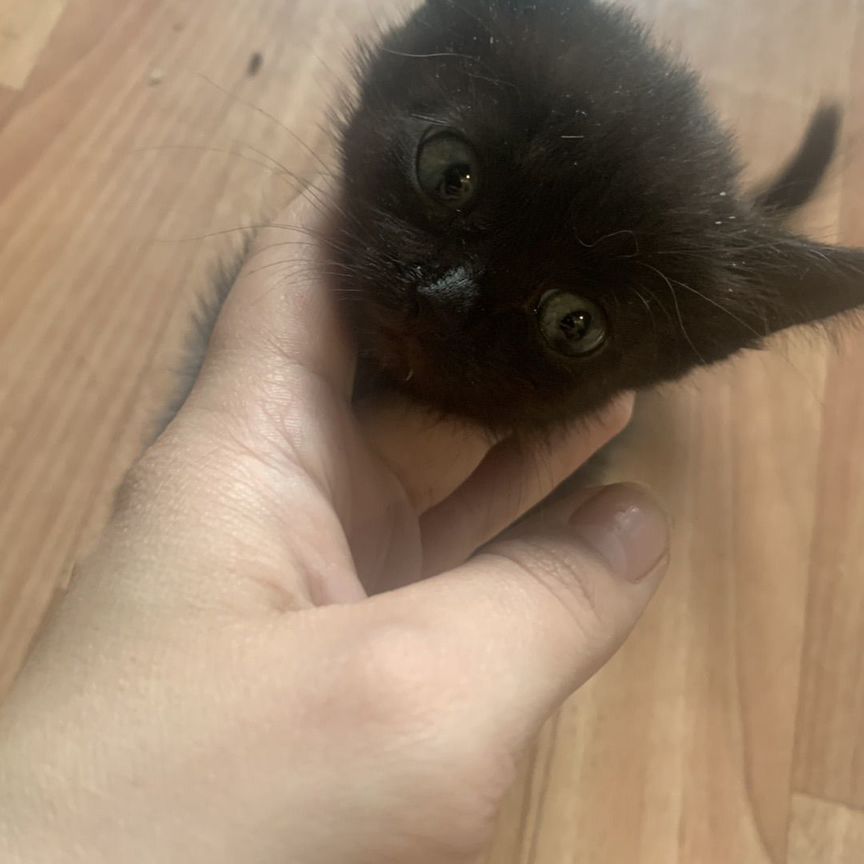 Котенок в добрые руки