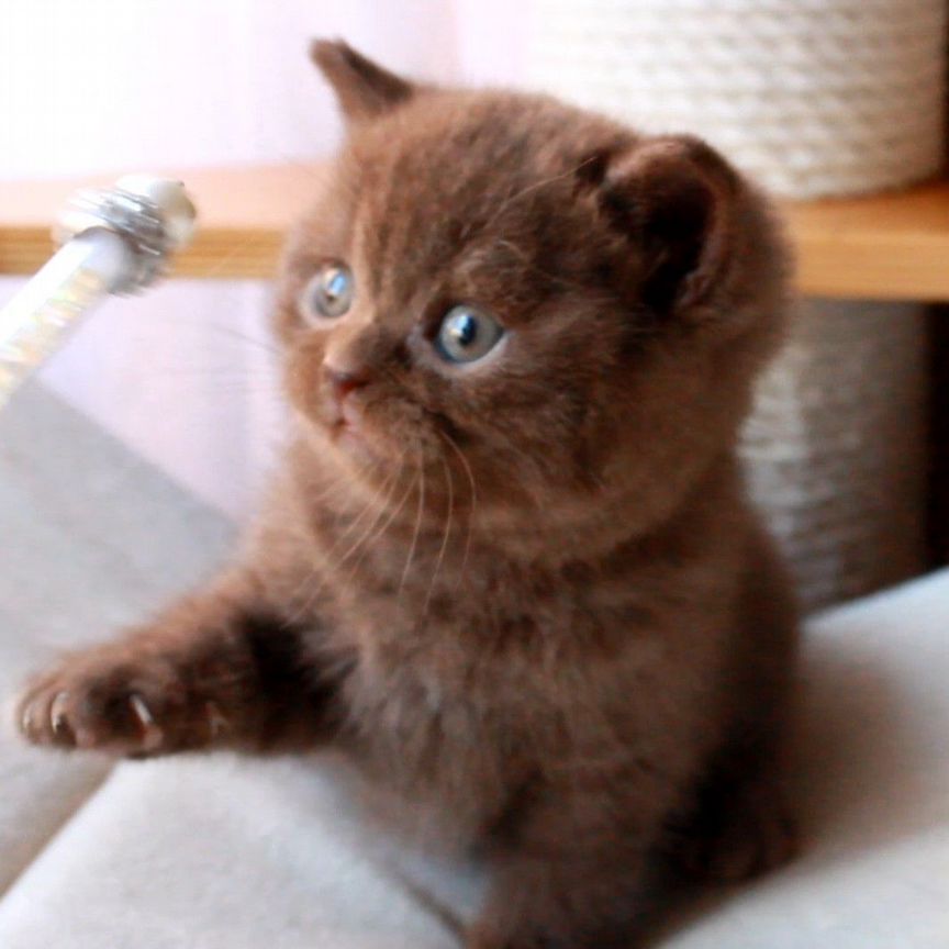 Британские котята с родословной