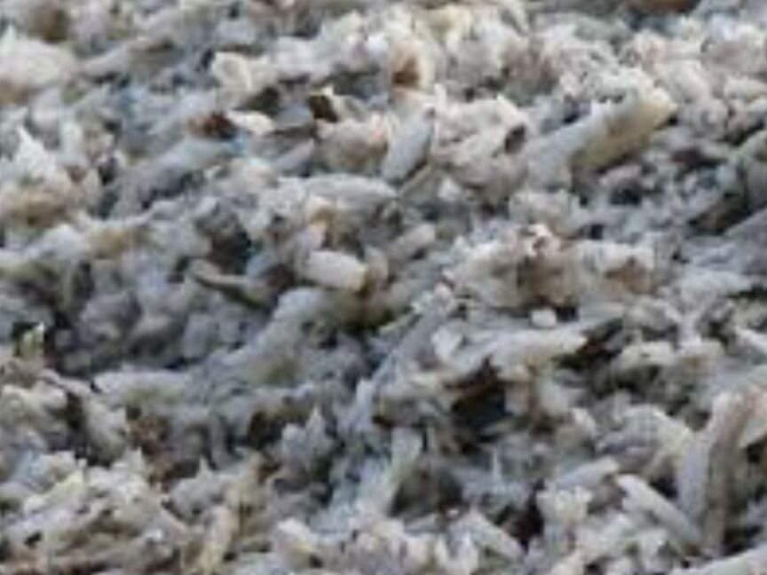 Жом свекловичный