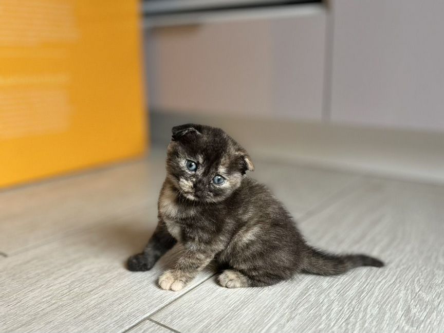 Шотландский котенок