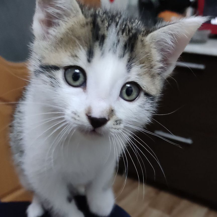 Миленький Котик в добрые руки