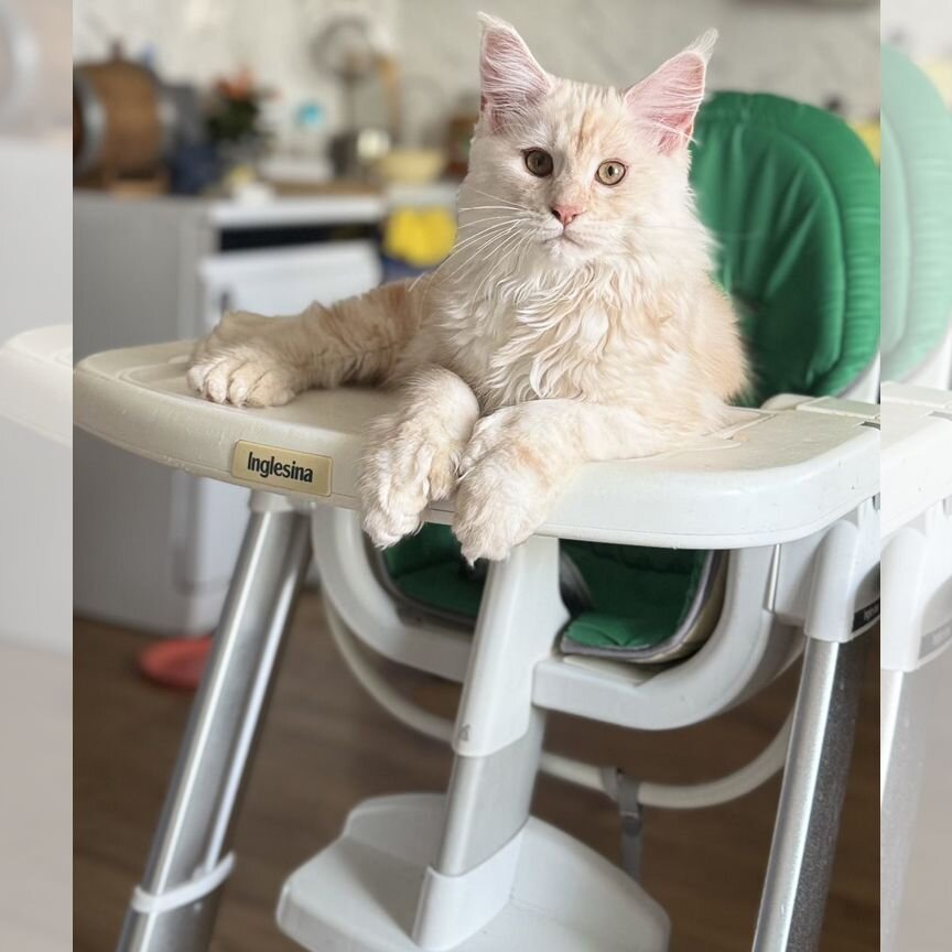 Мейн-кун котёнок