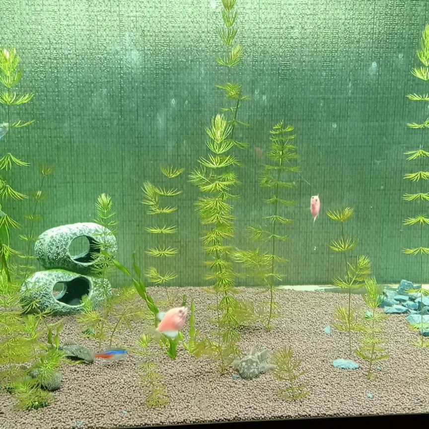 Роголистник в аквариум