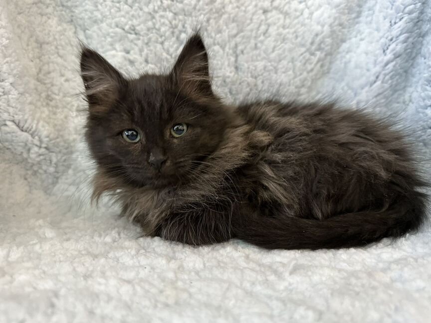 Кошка