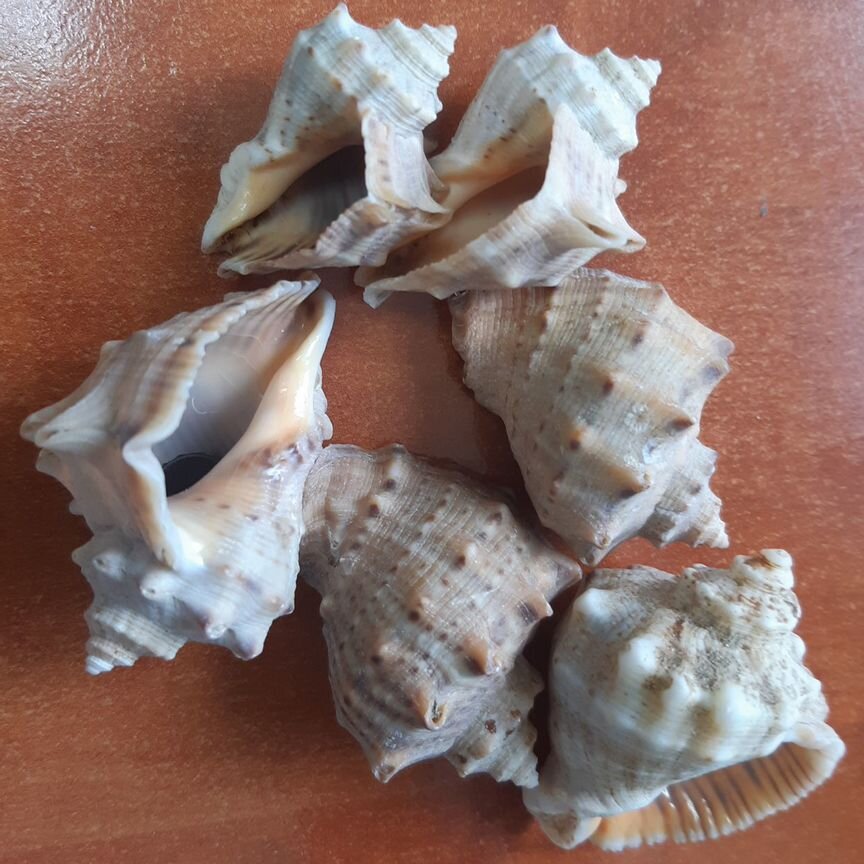 Ракушки Рапана для аквариума