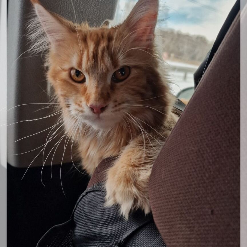 Мейн-кун, взрослая кошка