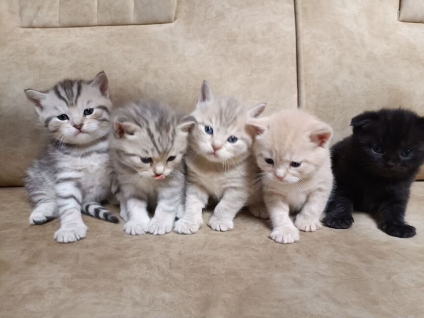 Шотландские котята