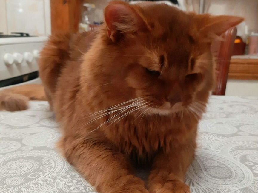 Сомалийская