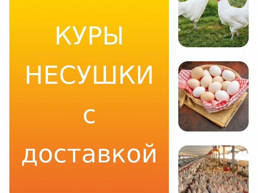 Куры несушки